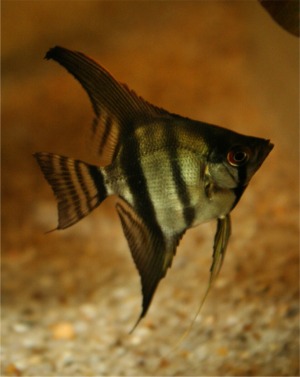 Untitled Document [www.helios.me.uk]